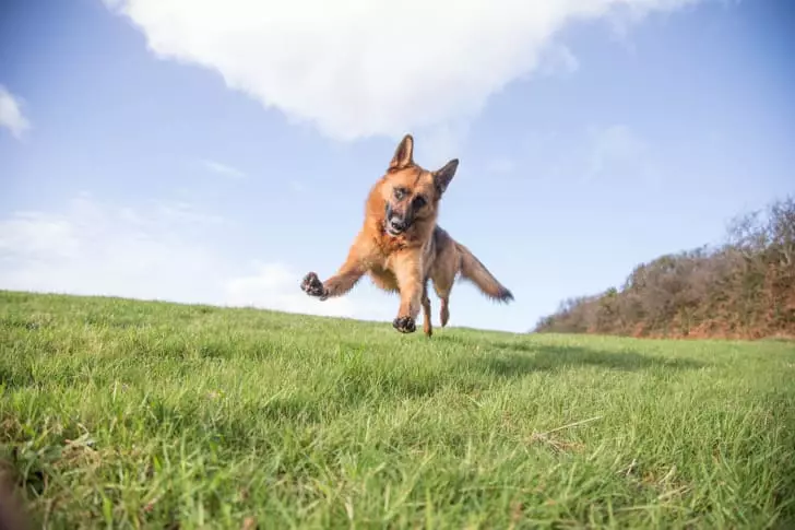 Rencontrez 6 des races de chiens les plus intelligentes au monde 10056_1