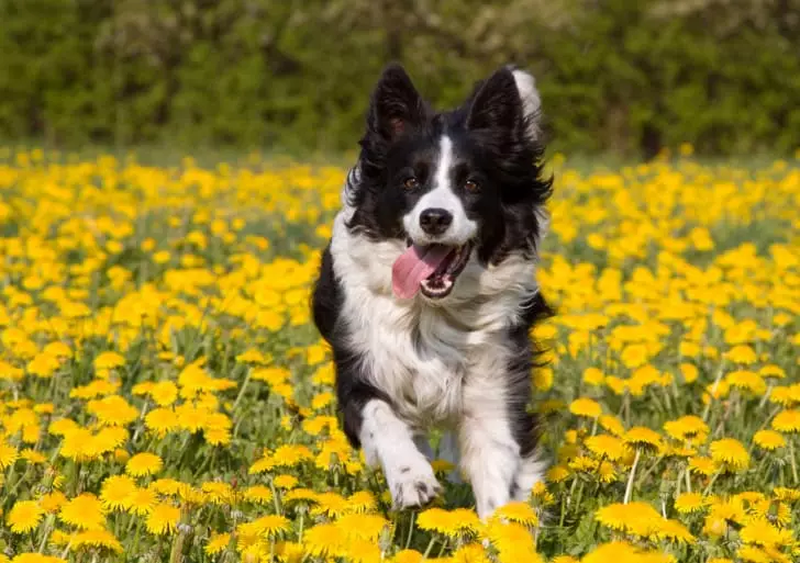 Rencontrez 6 des races de chiens les plus intelligentes au monde 10056_3