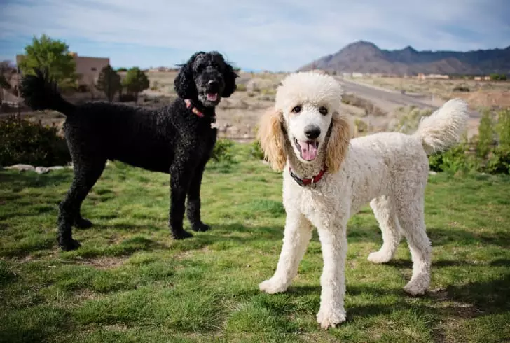 Rencontrez 6 des races de chiens les plus intelligentes au monde 10056_6