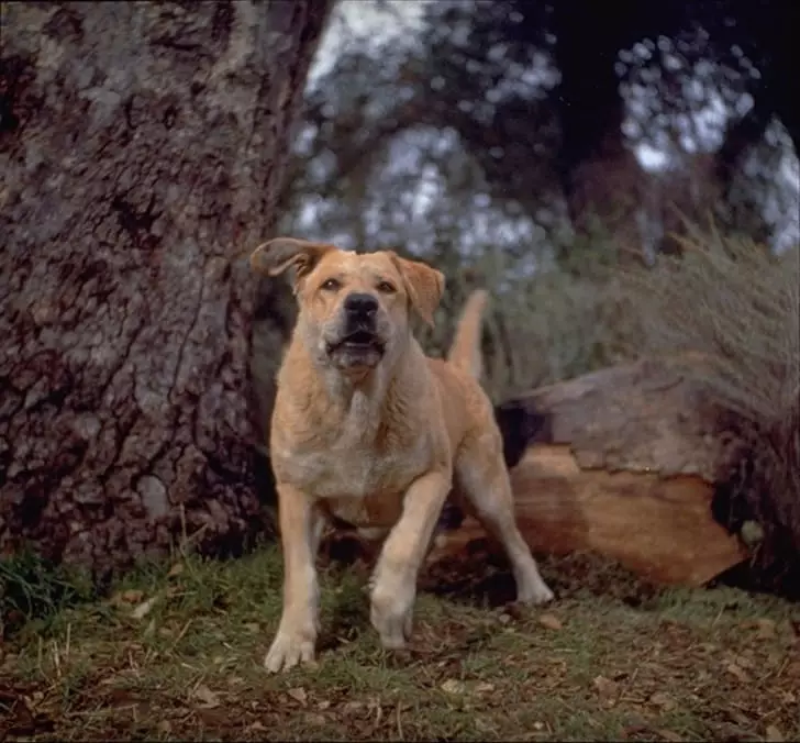 Fotografija Spikea iz 'Old Yeller' (1957.)