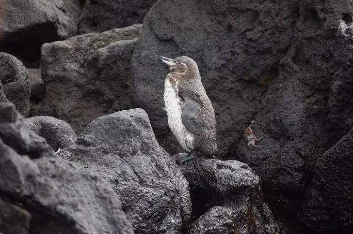 11 natuerlik selektearre feiten oer de Galápagos-eilannen 11089_3