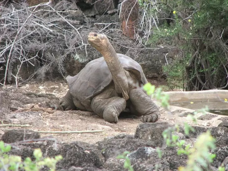 11 natuerlik selektearre feiten oer de Galápagos-eilannen 11089_5