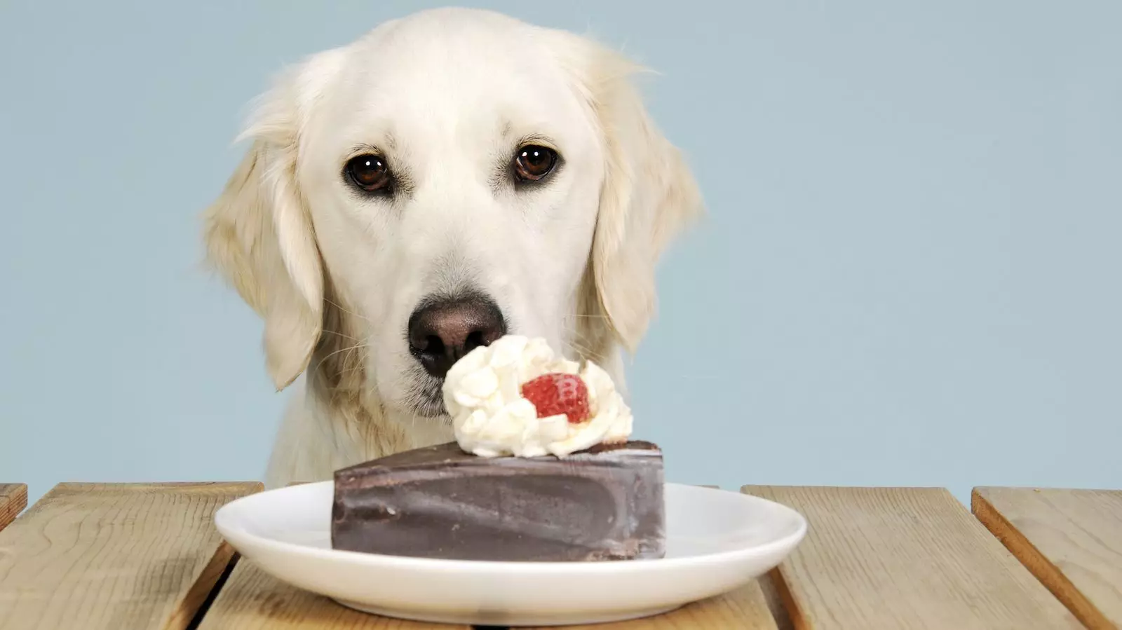 Hvorfor kan hunde ikke spise chokolade?