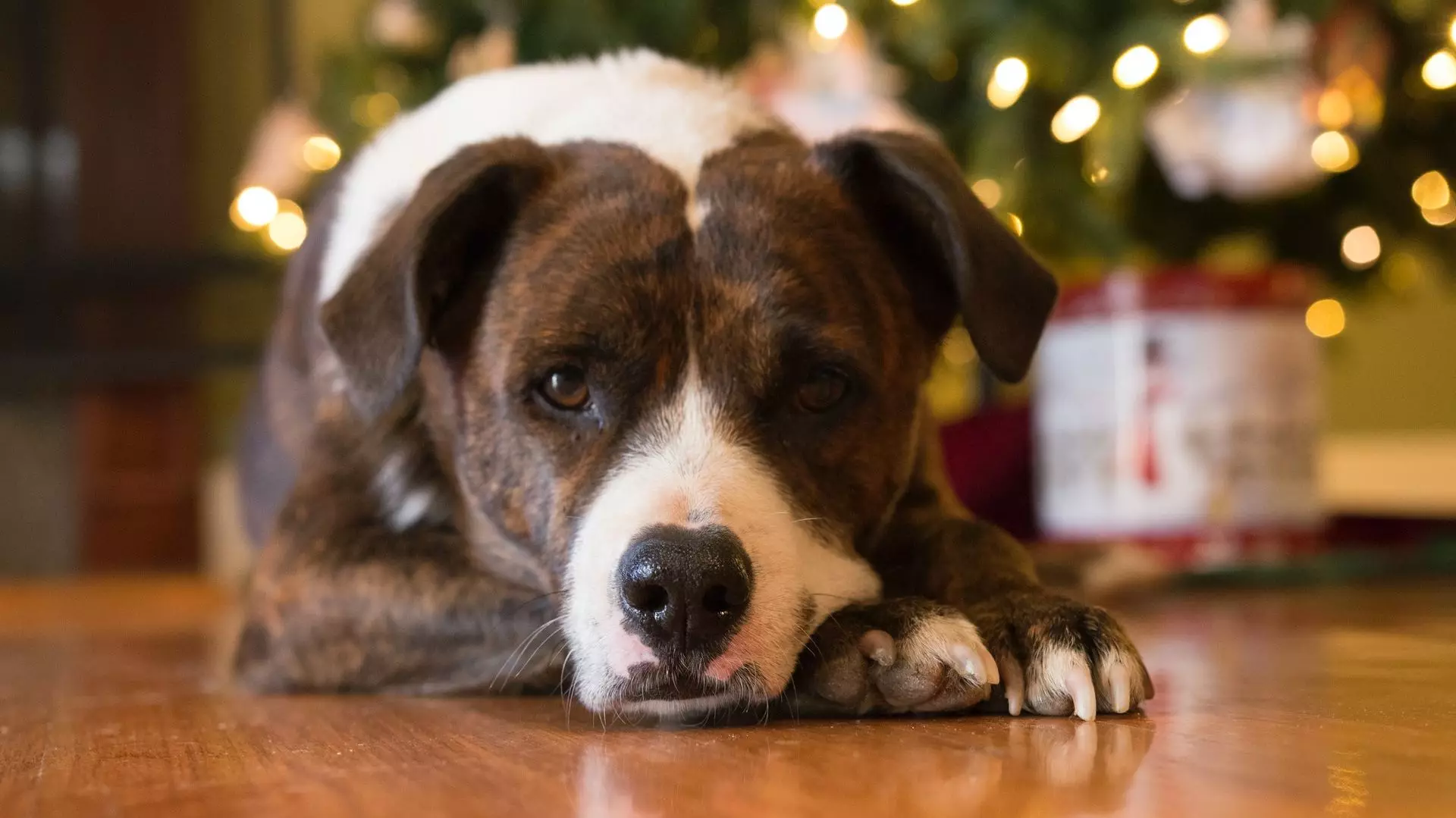 Feriegifter hunden din bør unngå