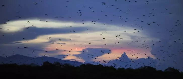 Një tufë lakuriqësh frutash që fluturojnë në Indonezi