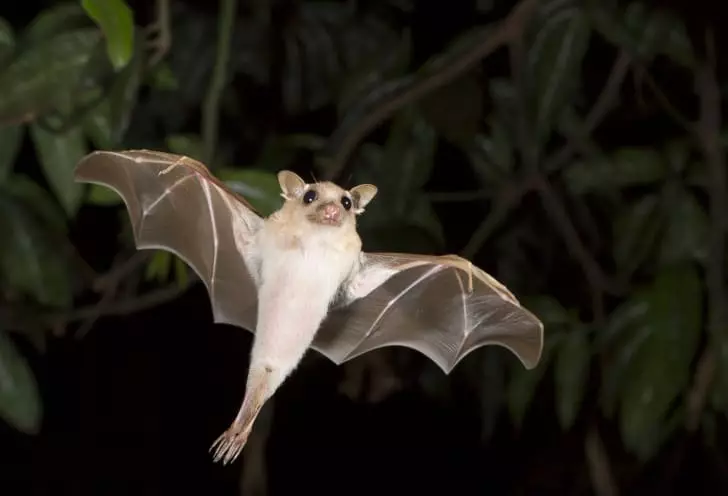 Kelawar terbang di dalam hutan pada waktu malam