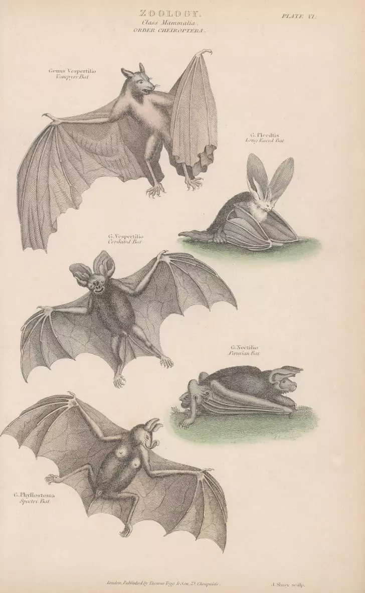 Ystlumod amrywiol o'r radd Chiroptera mewn engrafiad tua 1800 gan J. Shury