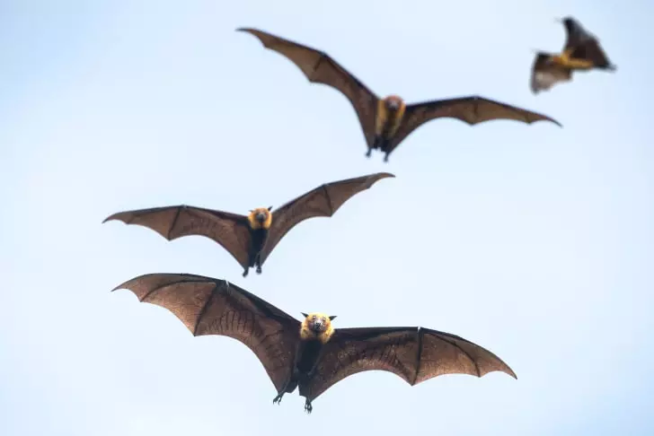 Flaggermus flyr på blå himmel