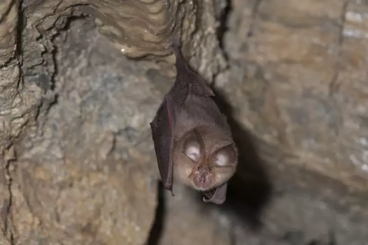 At nalı yarasa (Rhinolophus ferrumequinum)