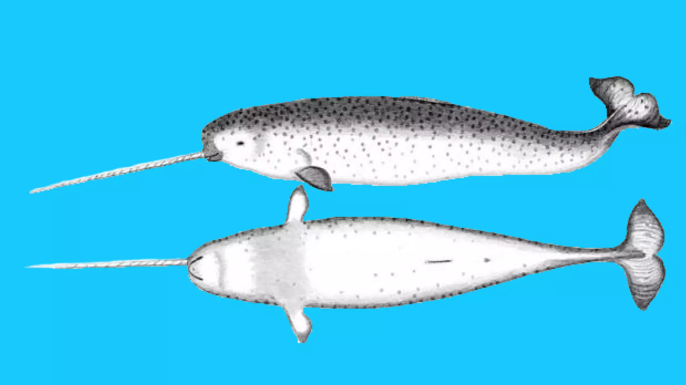 7 Faʻamatalaga Mataʻina e uiga i Narwhals