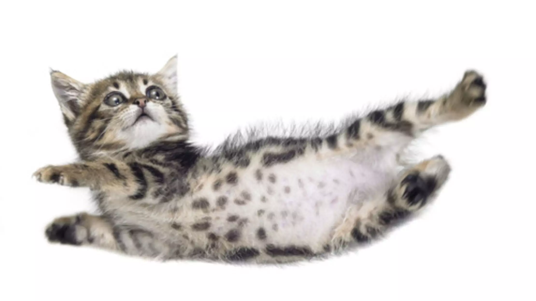 Katzenphysik: Warum Katzen Stürze aus großer Höhe überleben können