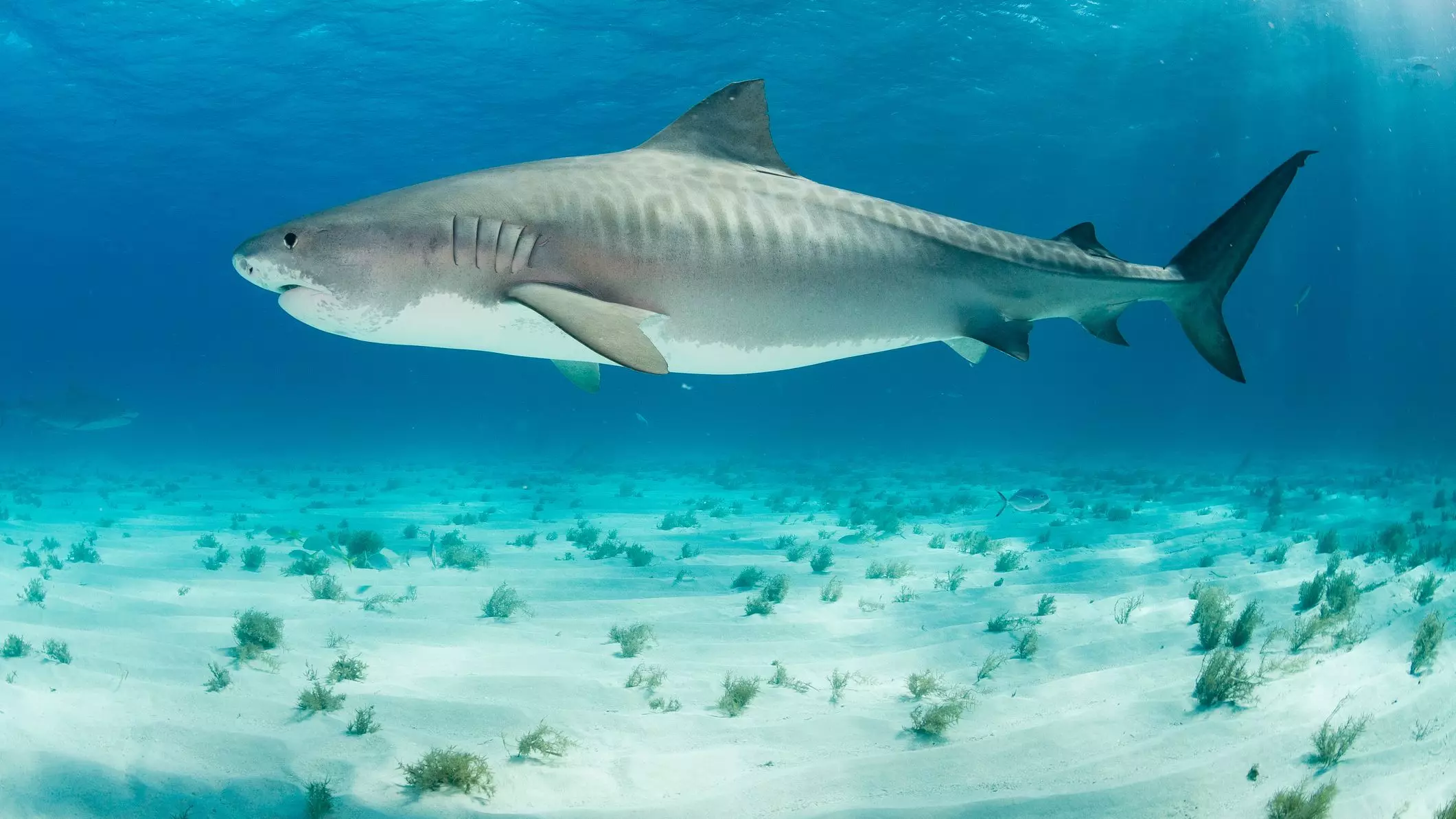 11 Faʻamatalaga e uiga i Tiger Sharks