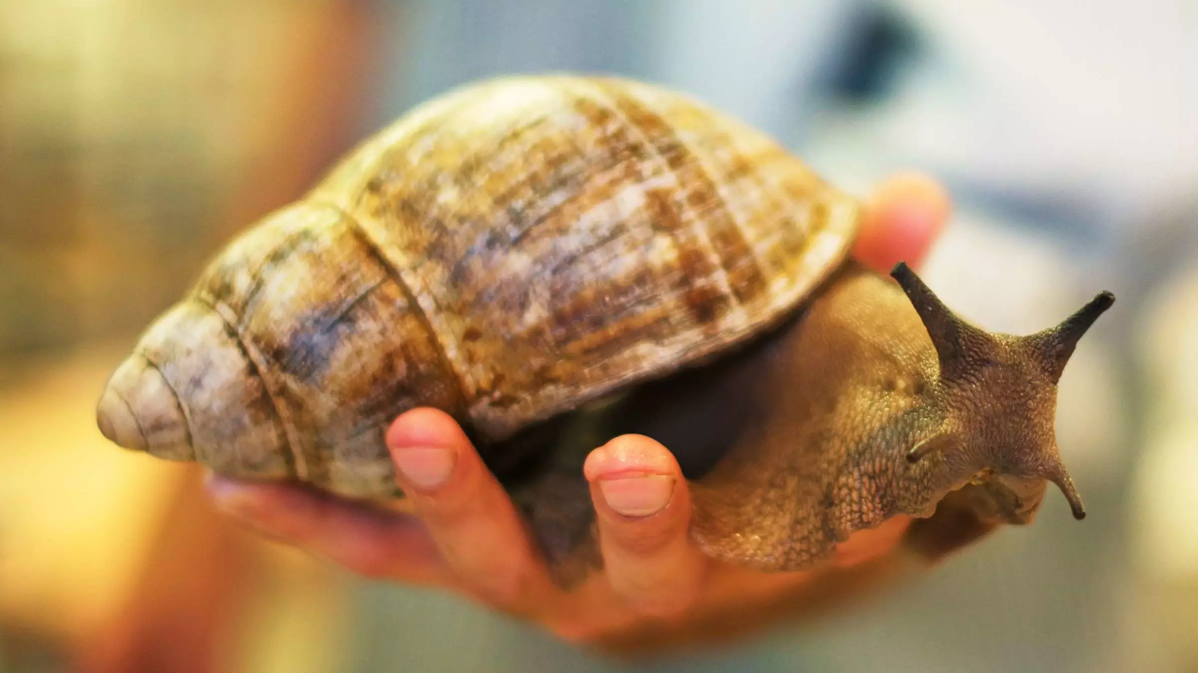 10 Fakta Ngeunaan Giant Afrika Land Snails