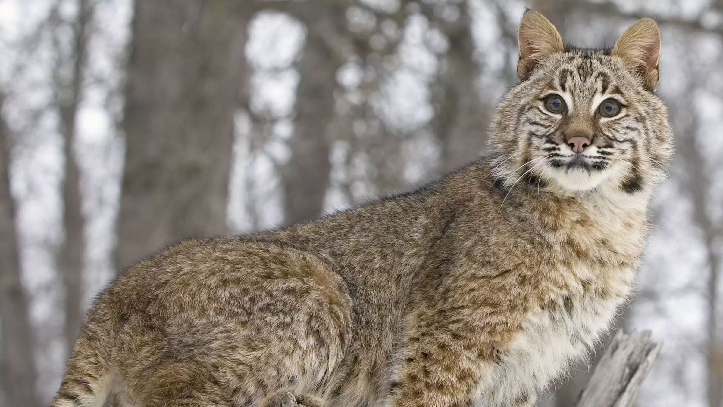 25 Fakta Ngeunaan Bobcats