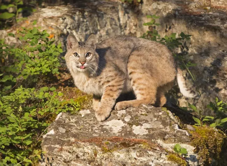 25 feitos sobre Bobcats 1470_1