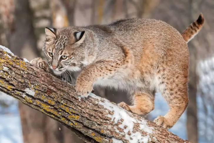 25 feitos sobre Bobcats 1470_2