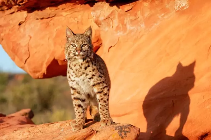 Bobcats بابت 25 حقيقتون 1470_3