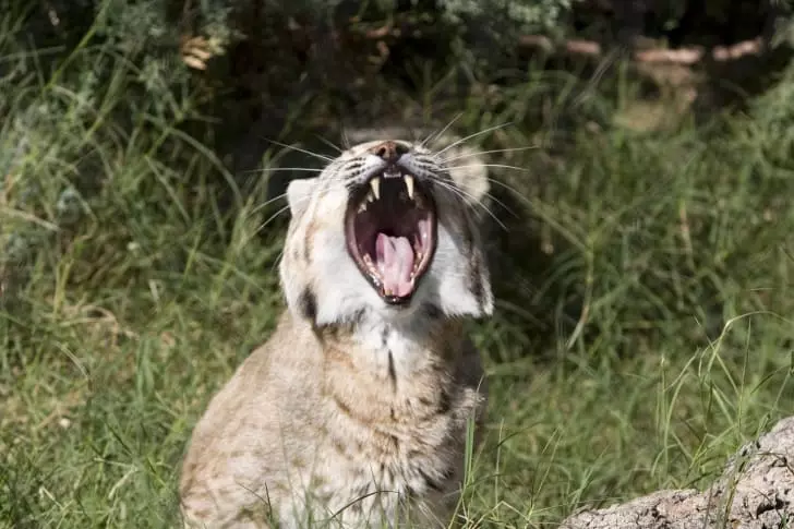 Bobcats بابت 25 حقيقتون 1470_6