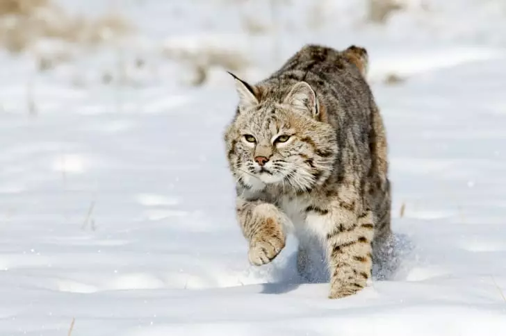 Bobcats بابت 25 حقيقتون 1470_8