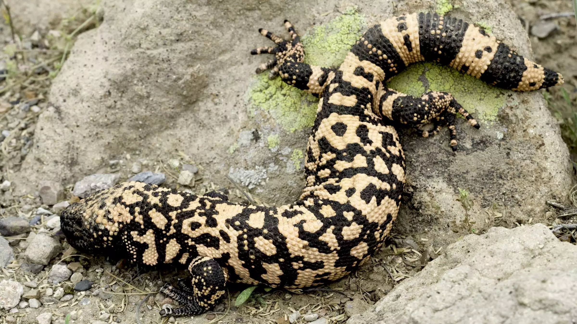 12 Fakta Tentang Gila Monsters