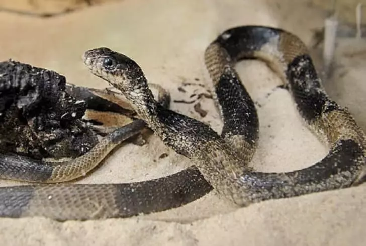 7その他の狡猾な動物園の脱出 14746_4