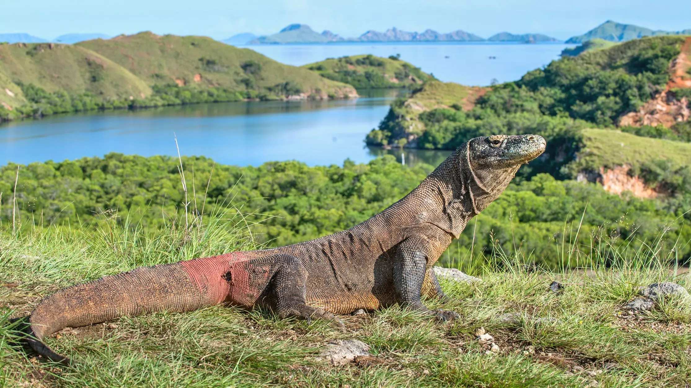 9 Ffeithiau Rhyfeddol Am Ddreigiau Komodo