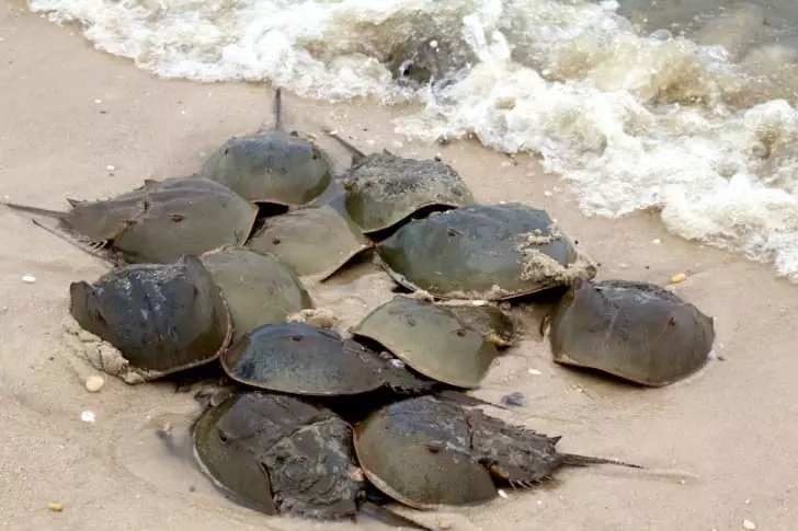 10 Hard-Shelled Fakten Iwwer Houfeisenëmlafbunn 1494_1