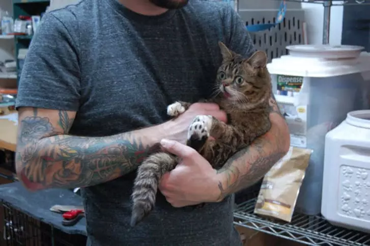 Lil Bub мысық фактілері 15157_3