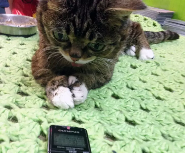 Lil Bub мысық фактілері 15157_4