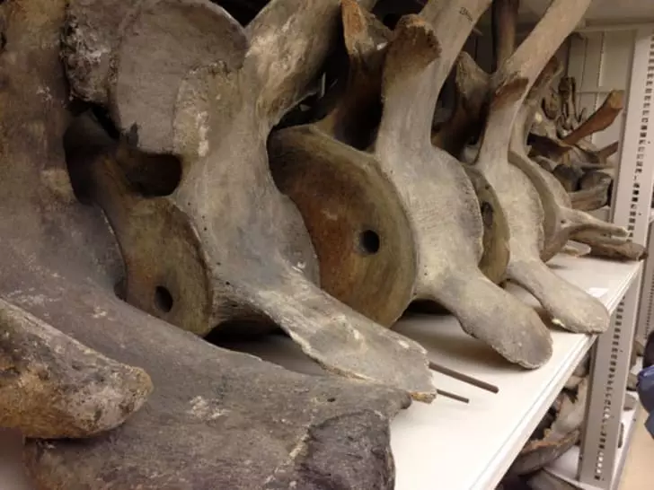 14 Foto's fan Whale Bones (en mear!) Fan 'e Mammalogy Department fan it American Museum of Natural History 15460_4