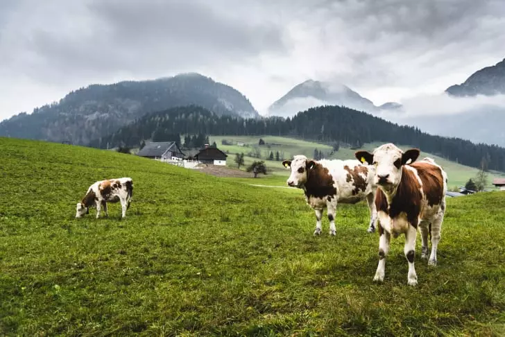 50 Fakten Iwwer All Séissegkeeten an Ärer Täsch 15532_44