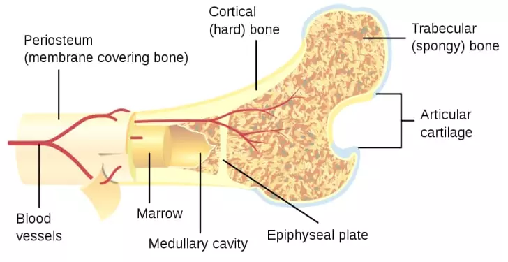 Modelo 3D de médula ósea hecho de Biosilk genera plaquetas sanguíneas 15998_1