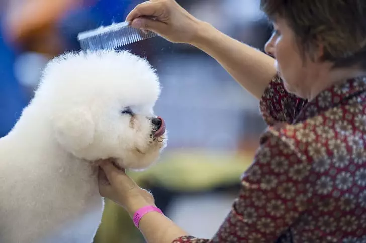 11 Fakta Gebu Tentang Bichon Frize 16362_3