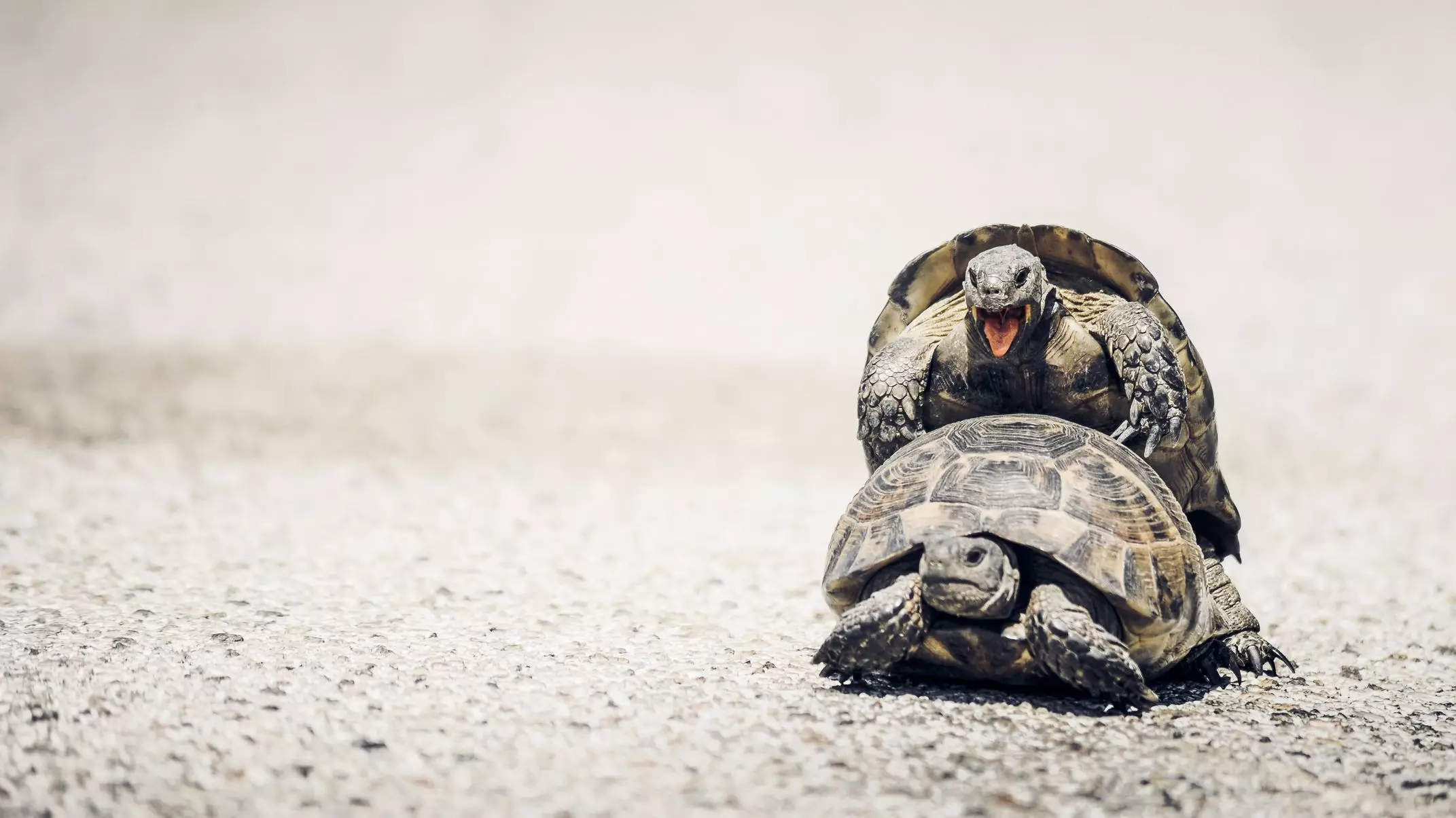 10 verrassende feiten over seks met dieren