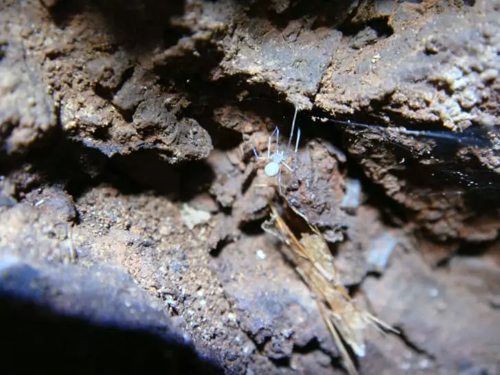 Les scientifiques nomment l'araignée des cavernes brésilienne d'après Aragog de Harry Potter 16814_2