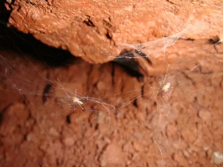 Ginganlan sa mga Scientist ang Brazilian Cave Spider Human sa Aragog gikan sa Harry Potter 16814_3