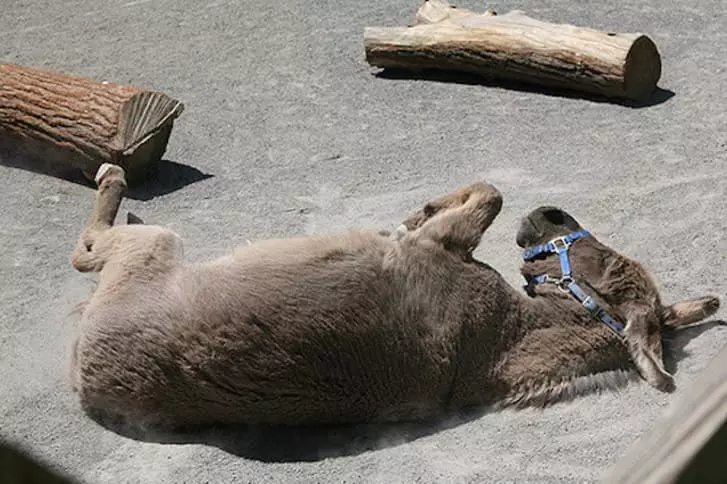 在動物園裡你會驚訝地發現 15 種動物 1702_1