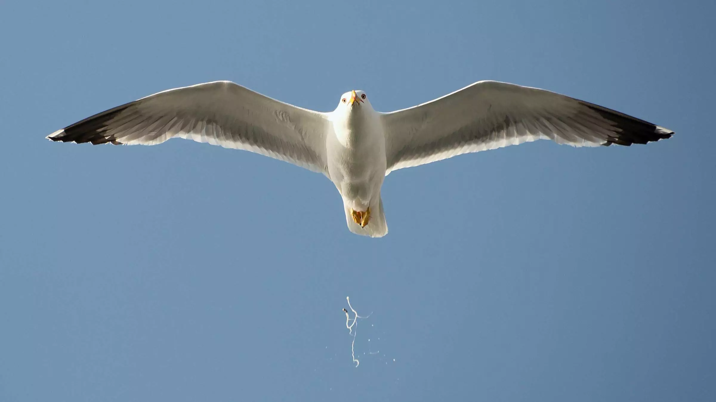 ¿Pueden las aves controlar sus vejigas?