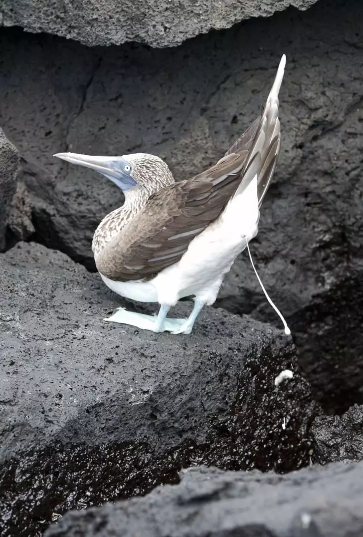 ¿Pueden las aves controlar sus vejigas? 1740_1