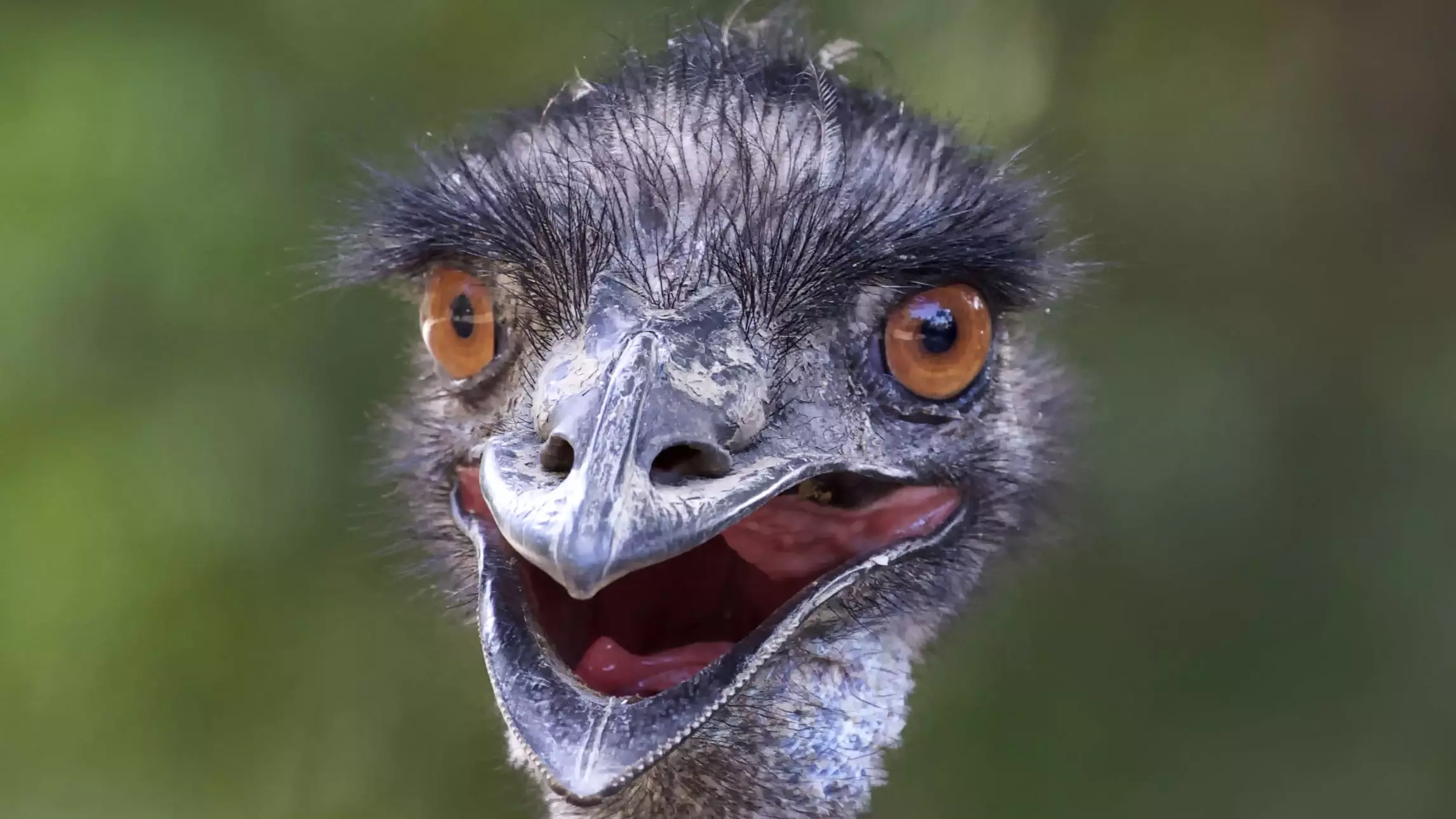 Wat ass den Ënnerscheed tëscht engem Emu an engem Ostrich?