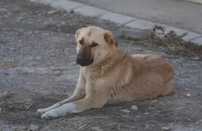 Can Kurtaran Köpeklerin 10 Hikayesi 17669_4