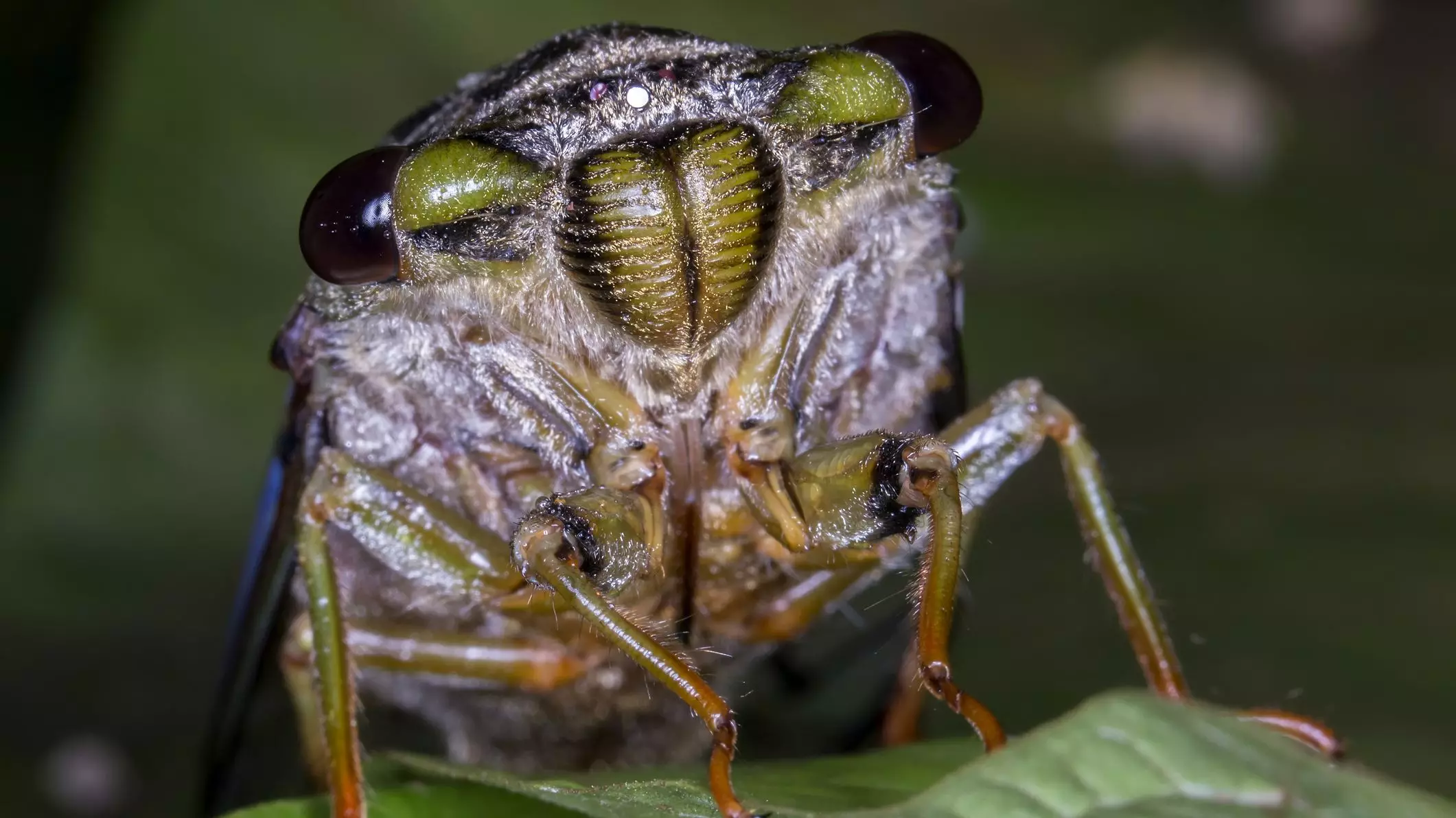 Insects Pee လား?