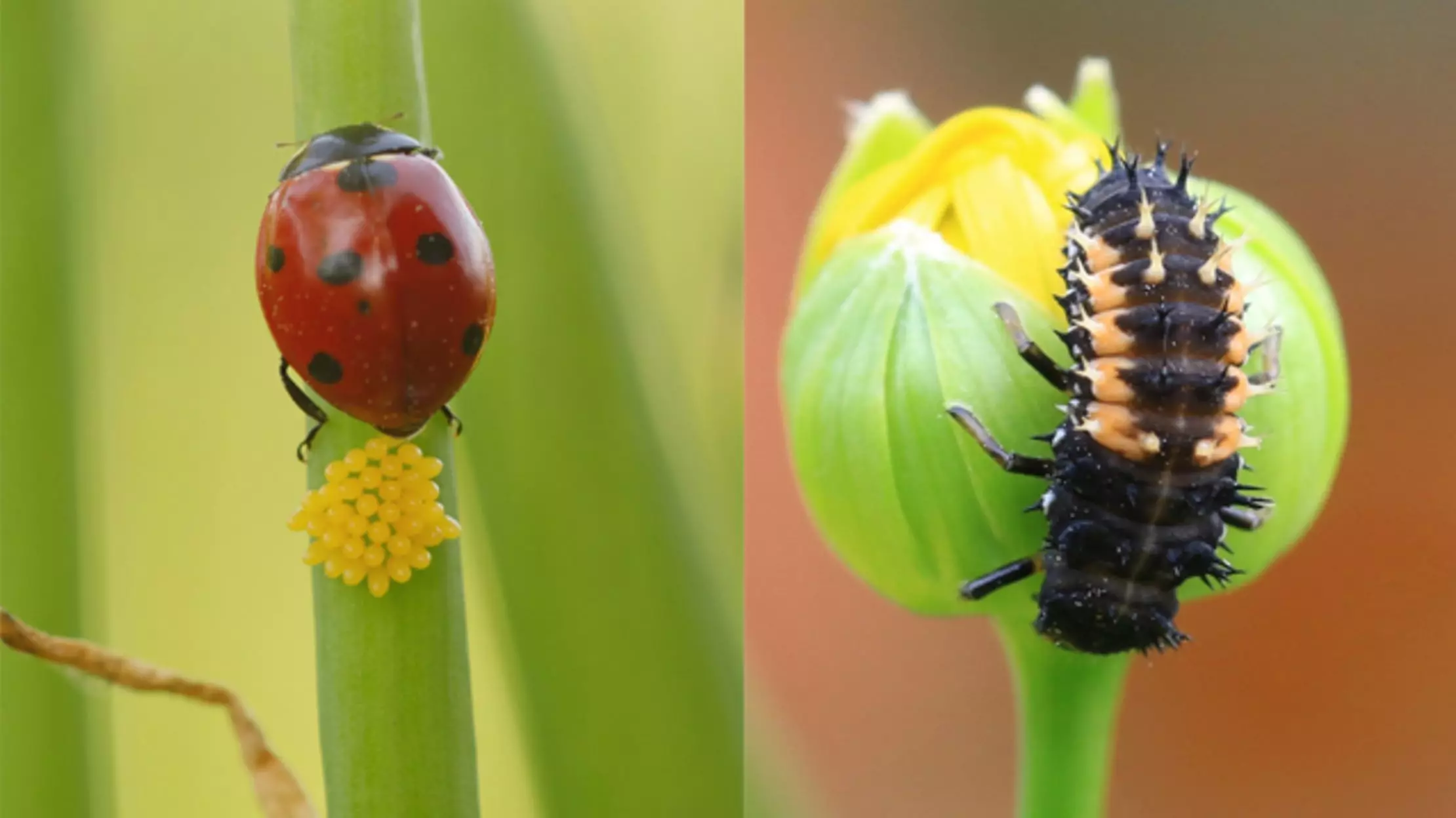 15 Voorbeelde van die mees epiese metamorfoses van jeug tot volwassene