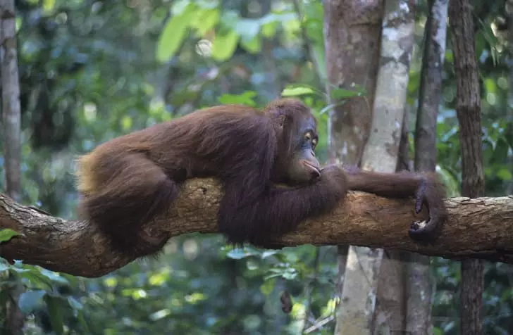 Bir ağaç dalında uyuyan orangutan.