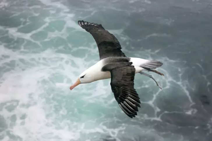 Un albatros care zboară peste valuri.