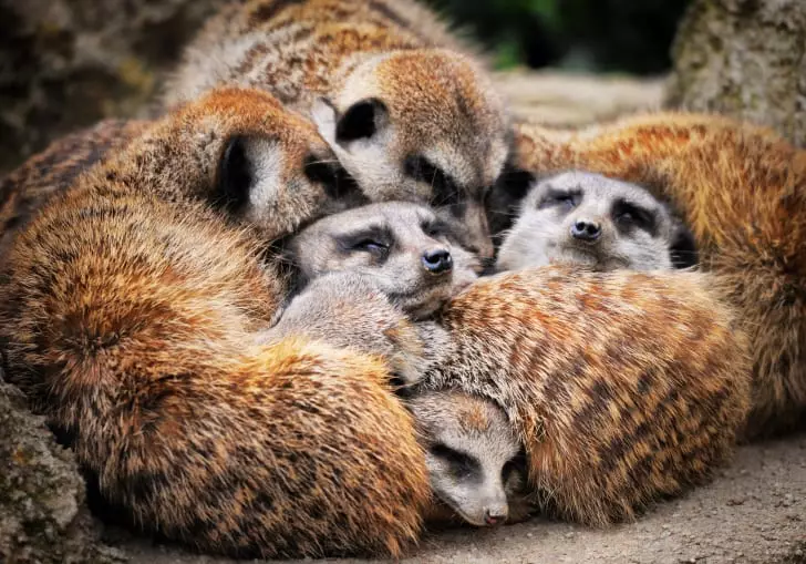 O grămadă de suricate adormite.