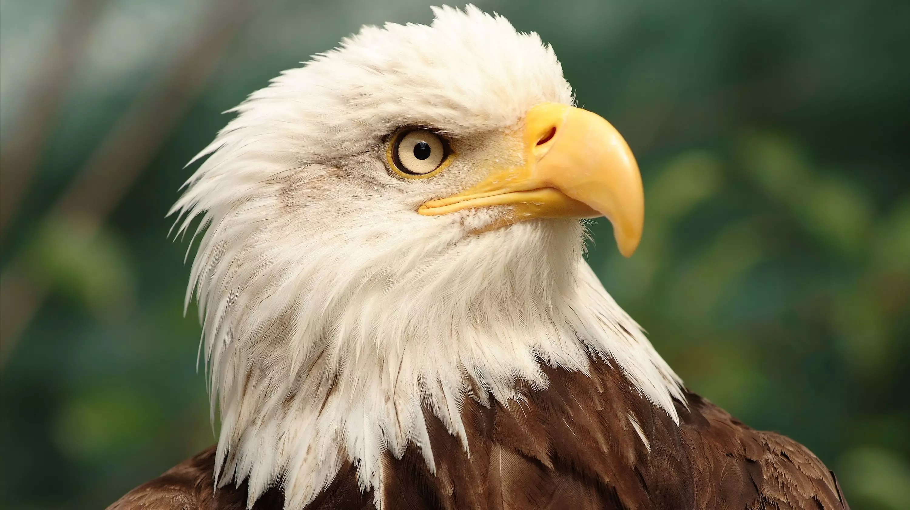 14 fet feiten oer Bald Eagles