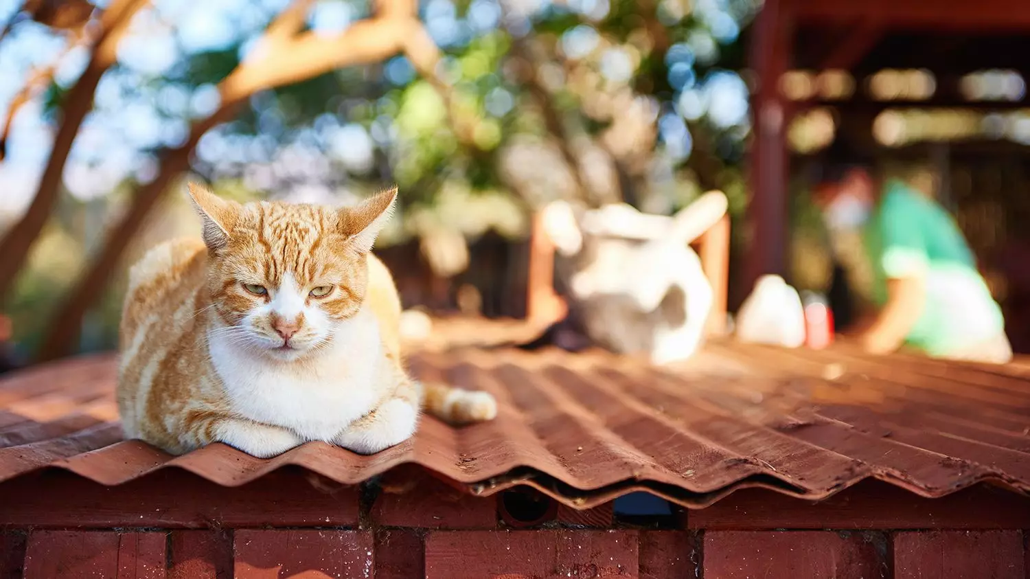 11 Surprizaj Lokoj Kie Vi Povas Adopti Katon