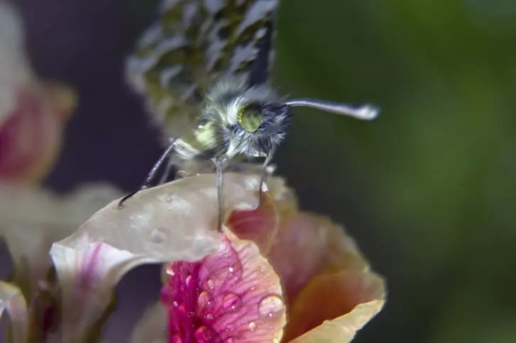 11 Amazing Serangga Close-Ups 19100_1