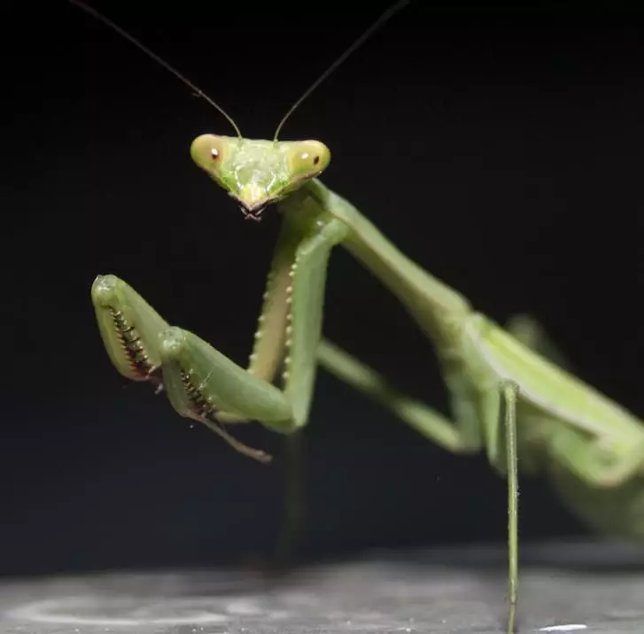 11 gros plans d'insectes incroyables 19100_10